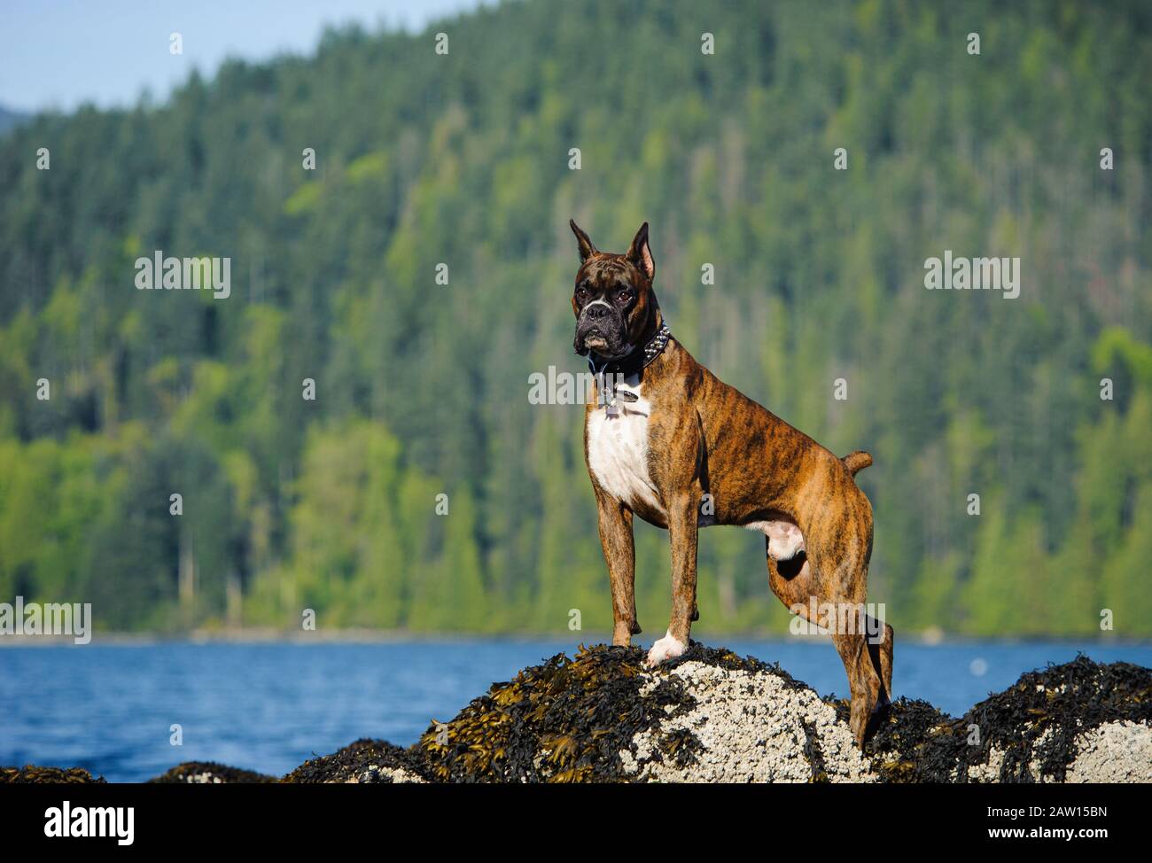 Boxer dog outdoor portrait Stock Photo - Alamy