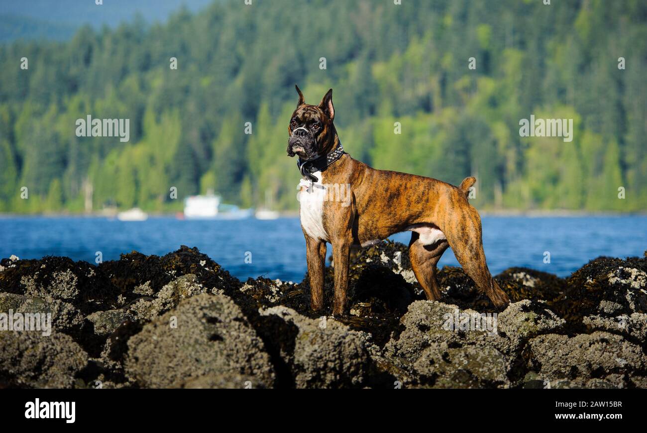 Boxer dog outdoor portrait Stock Photo - Alamy