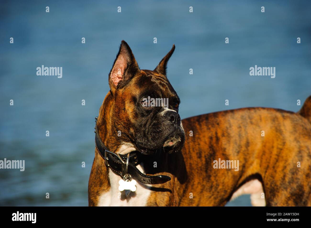 Boxer dog outdoor portrait Stock Photo - Alamy