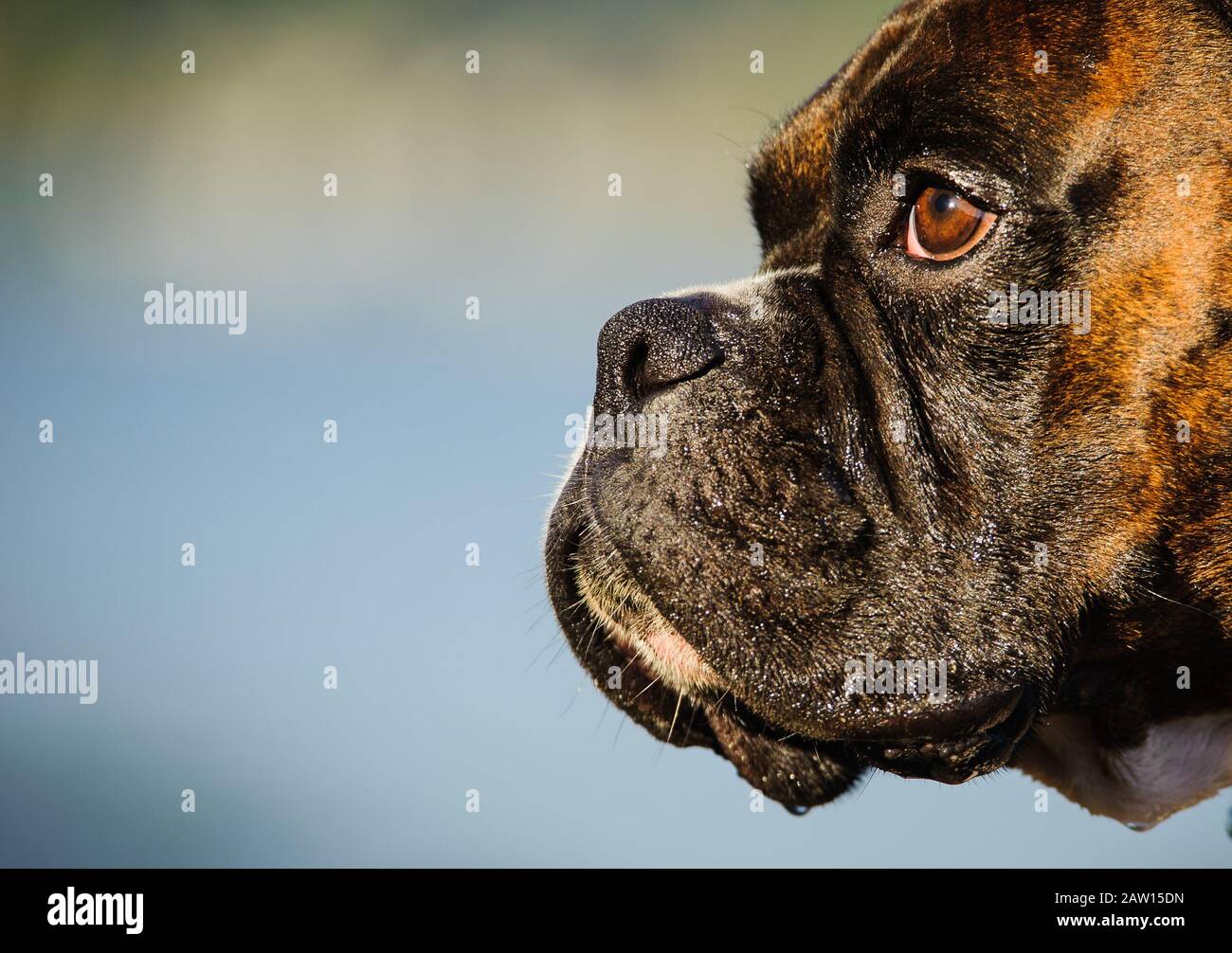 Boxer dog outdoor portrait Stock Photo - Alamy
