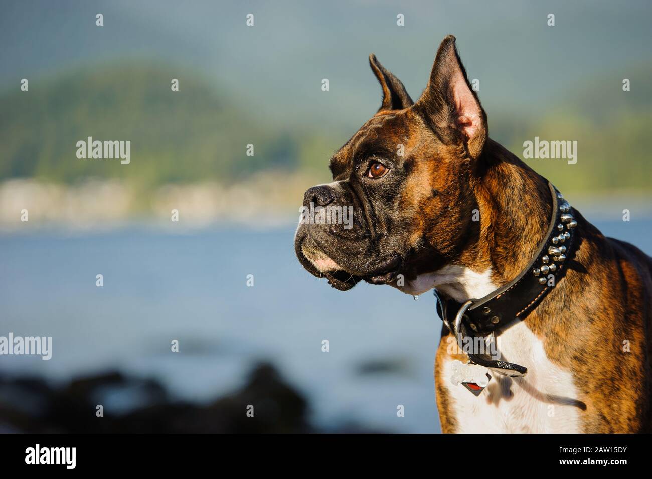 Boxer dog outdoor portrait Stock Photo - Alamy