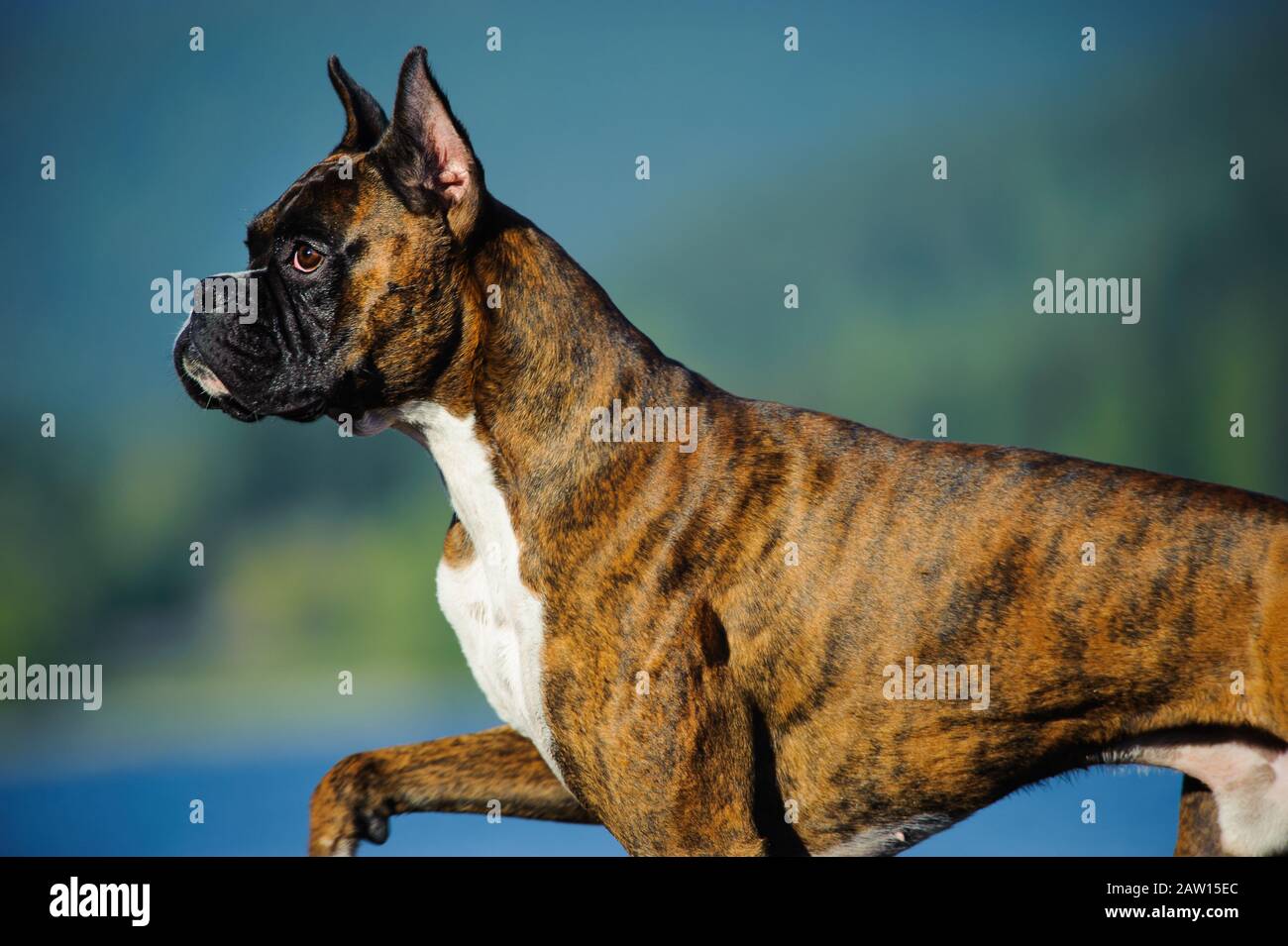 Boxer dog outdoor portrait Stock Photo - Alamy