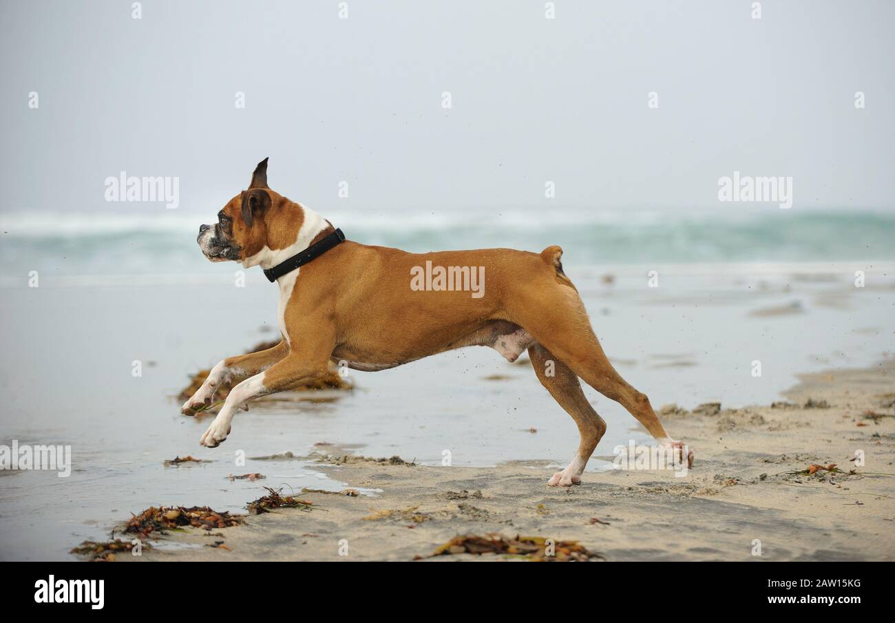 Boxer dog outdoor portrait Stock Photo - Alamy