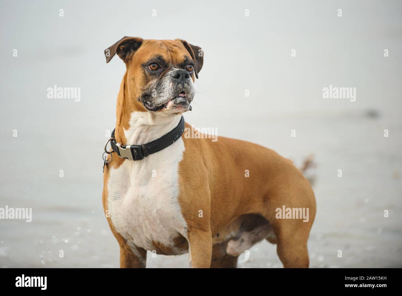 Boxer dog outdoor portrait Stock Photo - Alamy