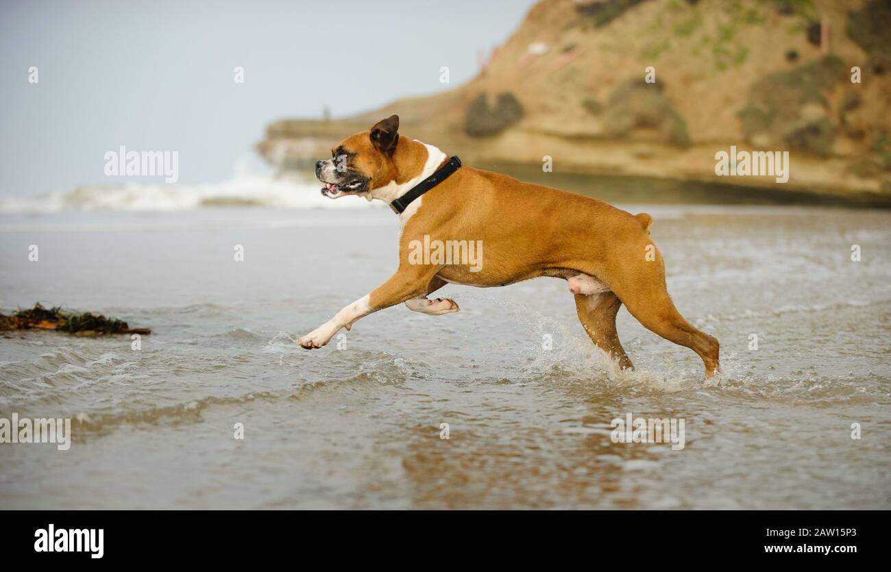 Boxer dog outdoor portrait Stock Photo - Alamy