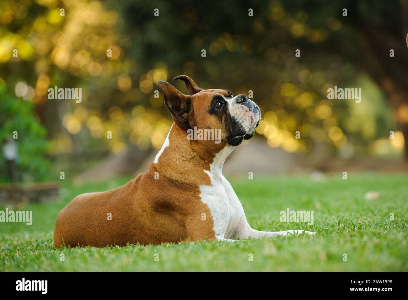 Boxer dog cropped ears hi-res stock photography and images - Alamy