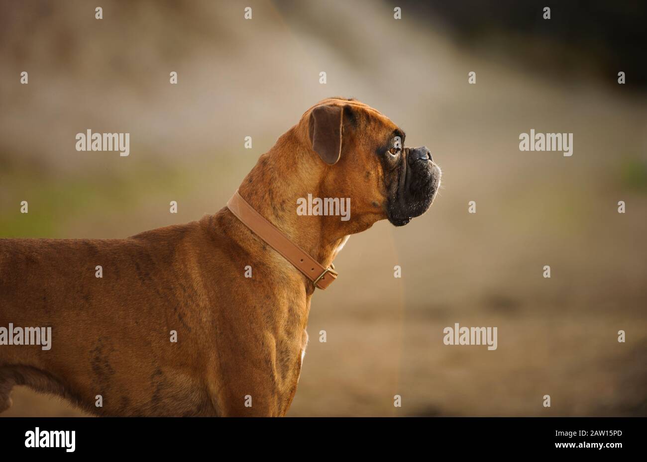 Boxer dog outdoor portrait Stock Photo - Alamy