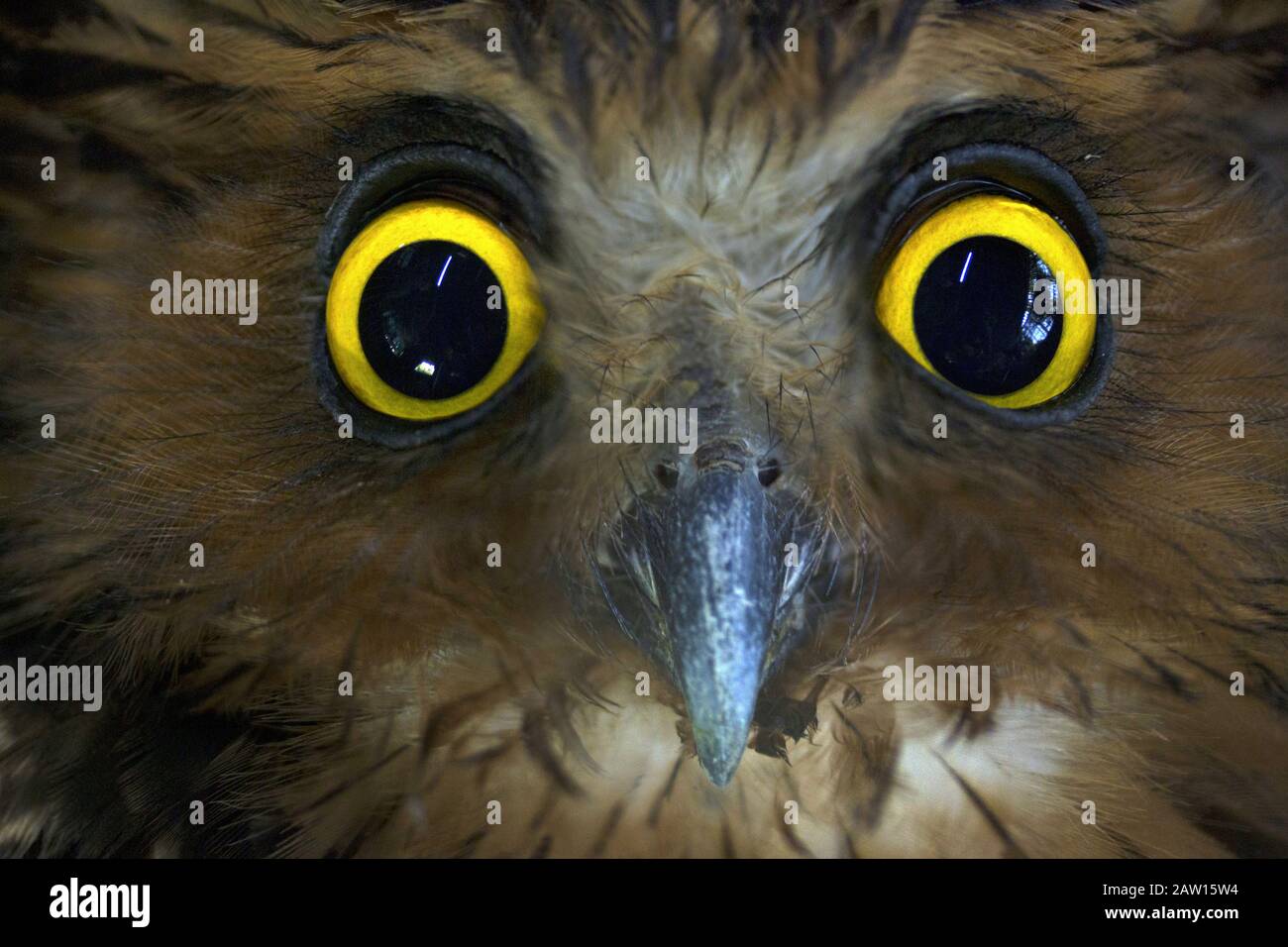 Buffy fish owl, Ketupa ketupu, Malay Fish Owl Stock Photo - Alamy