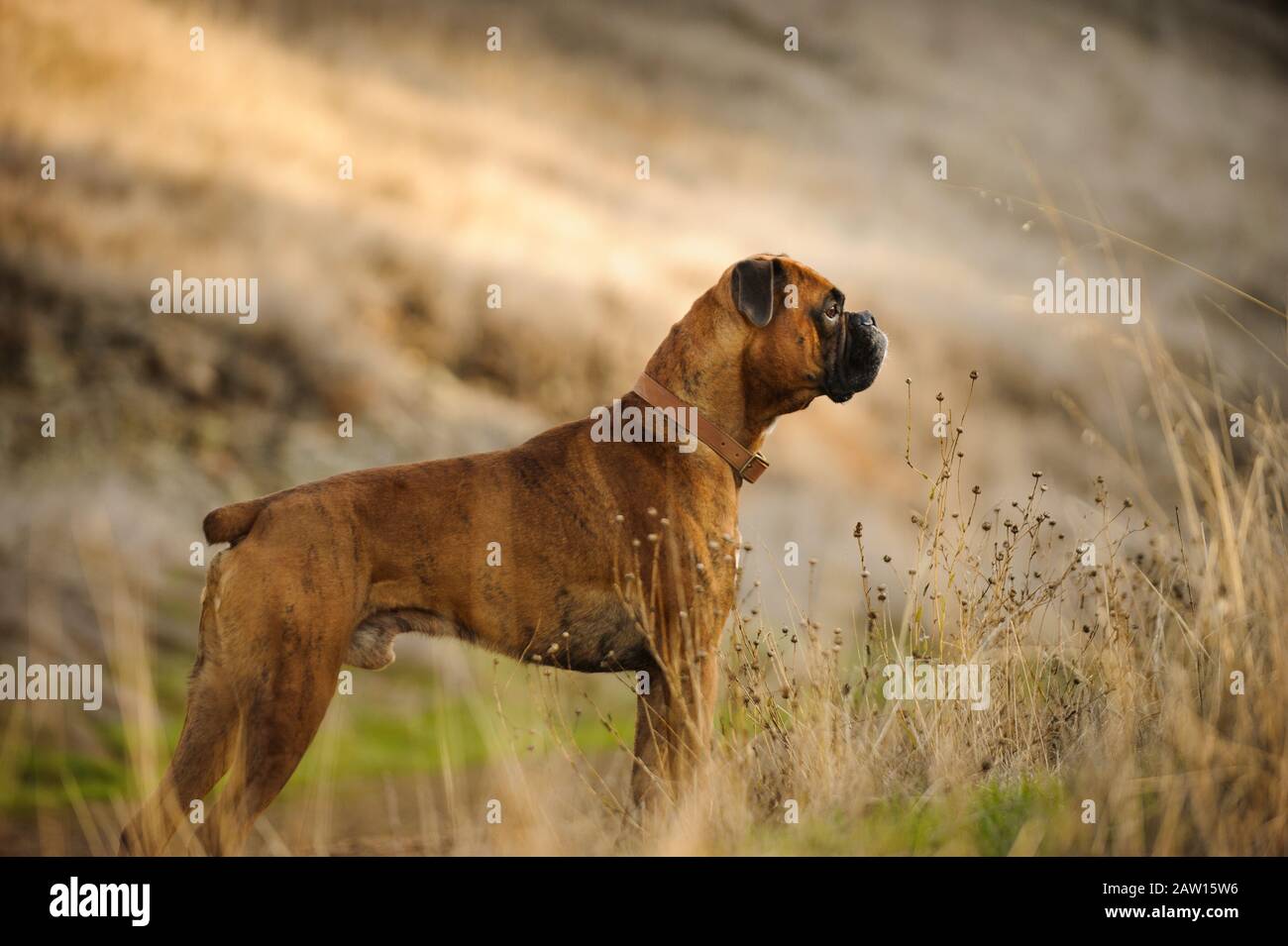 Boxer dog outdoor portrait Stock Photo - Alamy