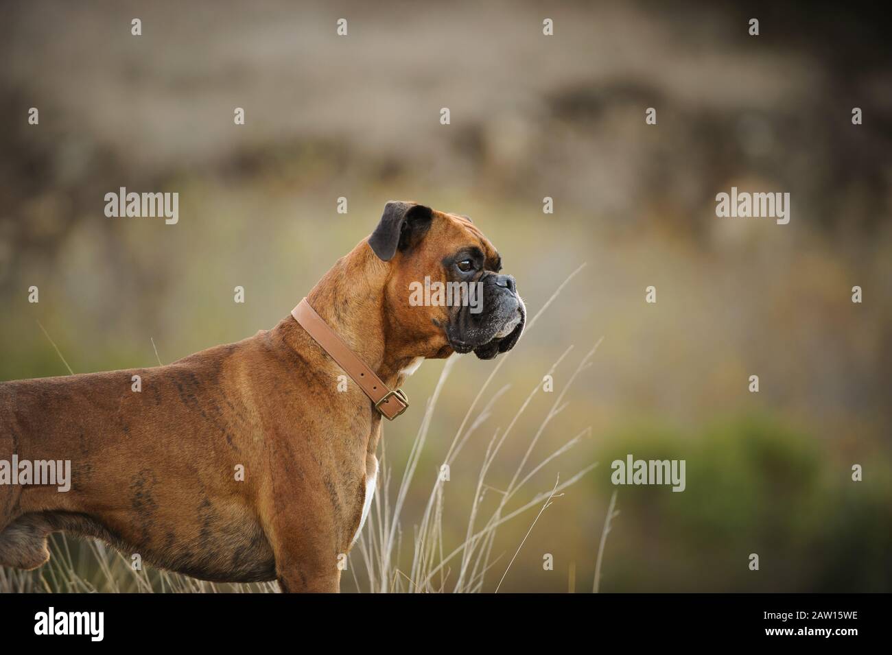 Boxer dog outdoor portrait Stock Photo - Alamy
