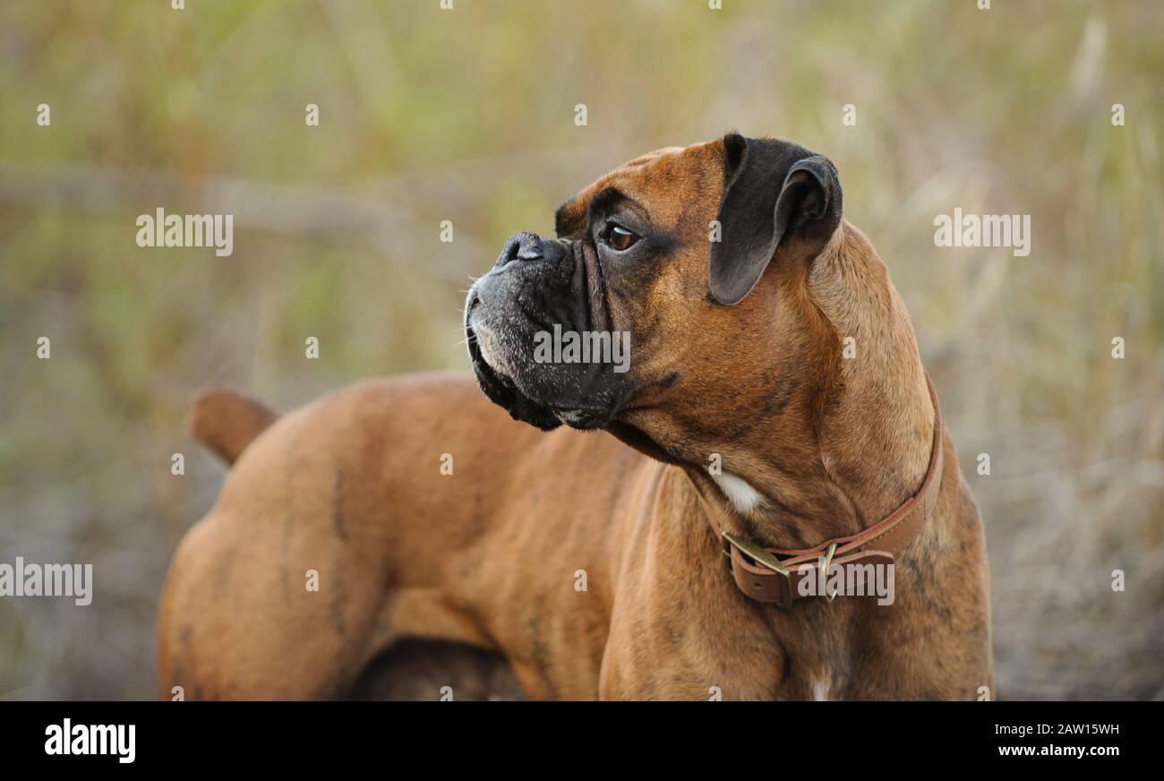 Boxer dog outdoor portrait Stock Photo - Alamy