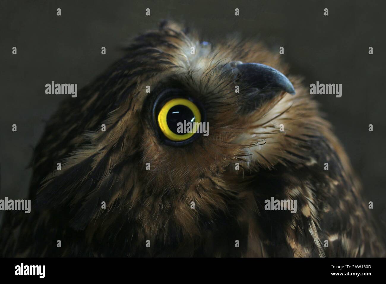 Buffy fish owl, Ketupa ketupu, Malay Fish Owl Stock Photo - Alamy