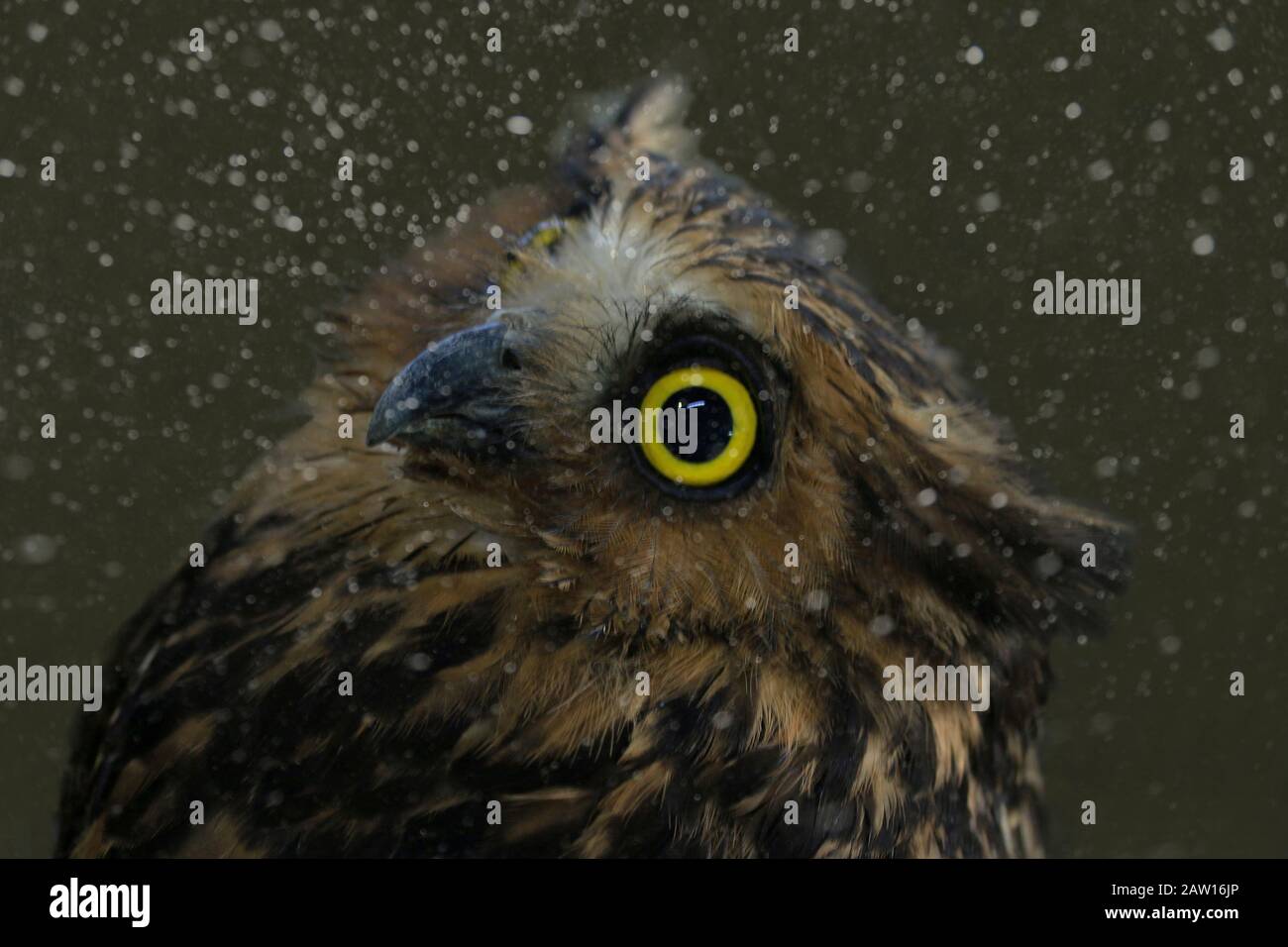 Buffy fish owl, Ketupa ketupu, Malay Fish Owl Stock Photo - Alamy