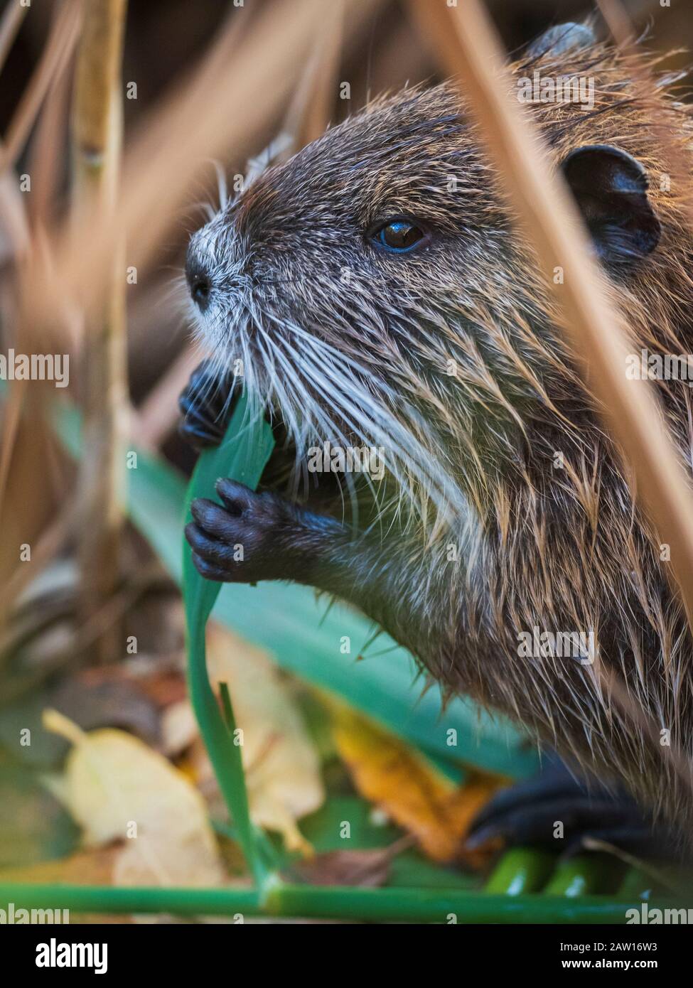 Nutria eats a leaf which he holds with his legs Stock Photo - Alamy