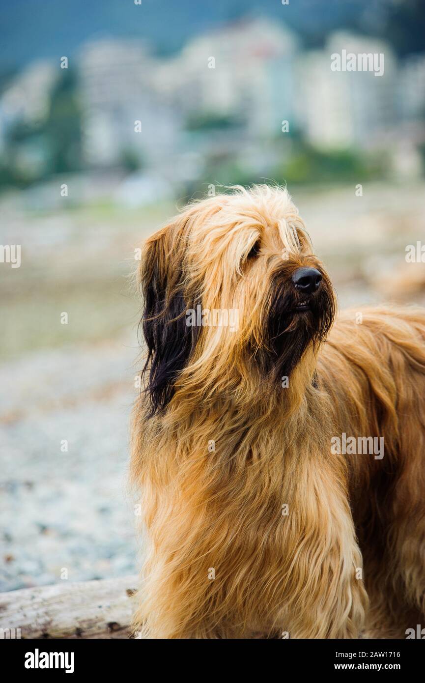 Briard dog hi-res stock photography and images - Alamy