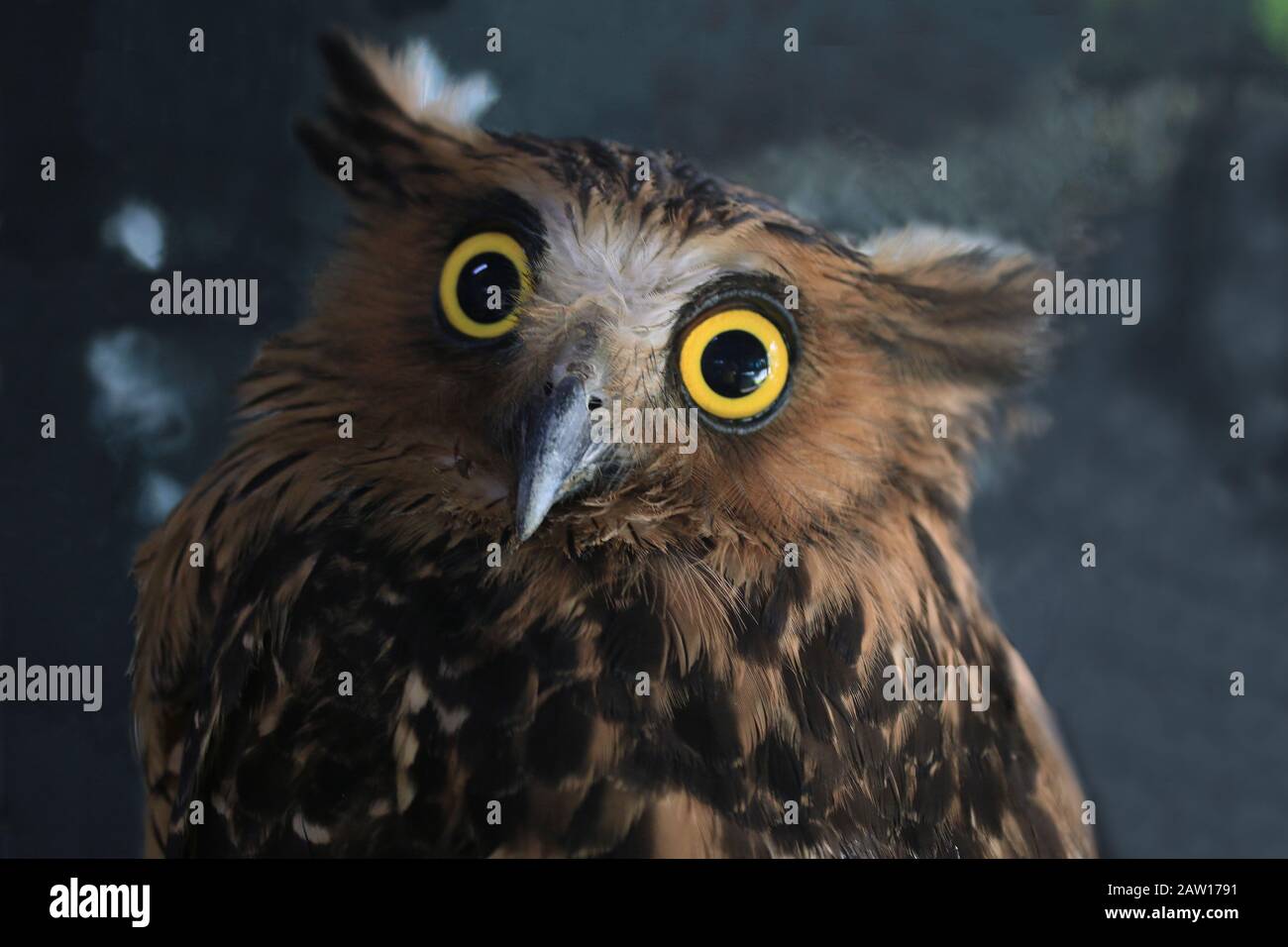 Close up of a Buffy fish owl, Ketupa ketupu, Malay fish owl Stock Photo ...