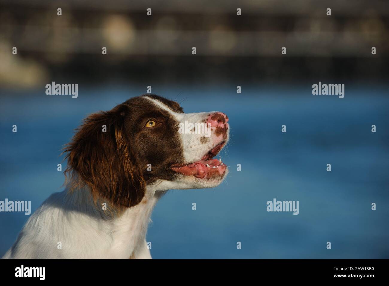 Brittany spaniel dog hi-res stock photography and images - Alamy