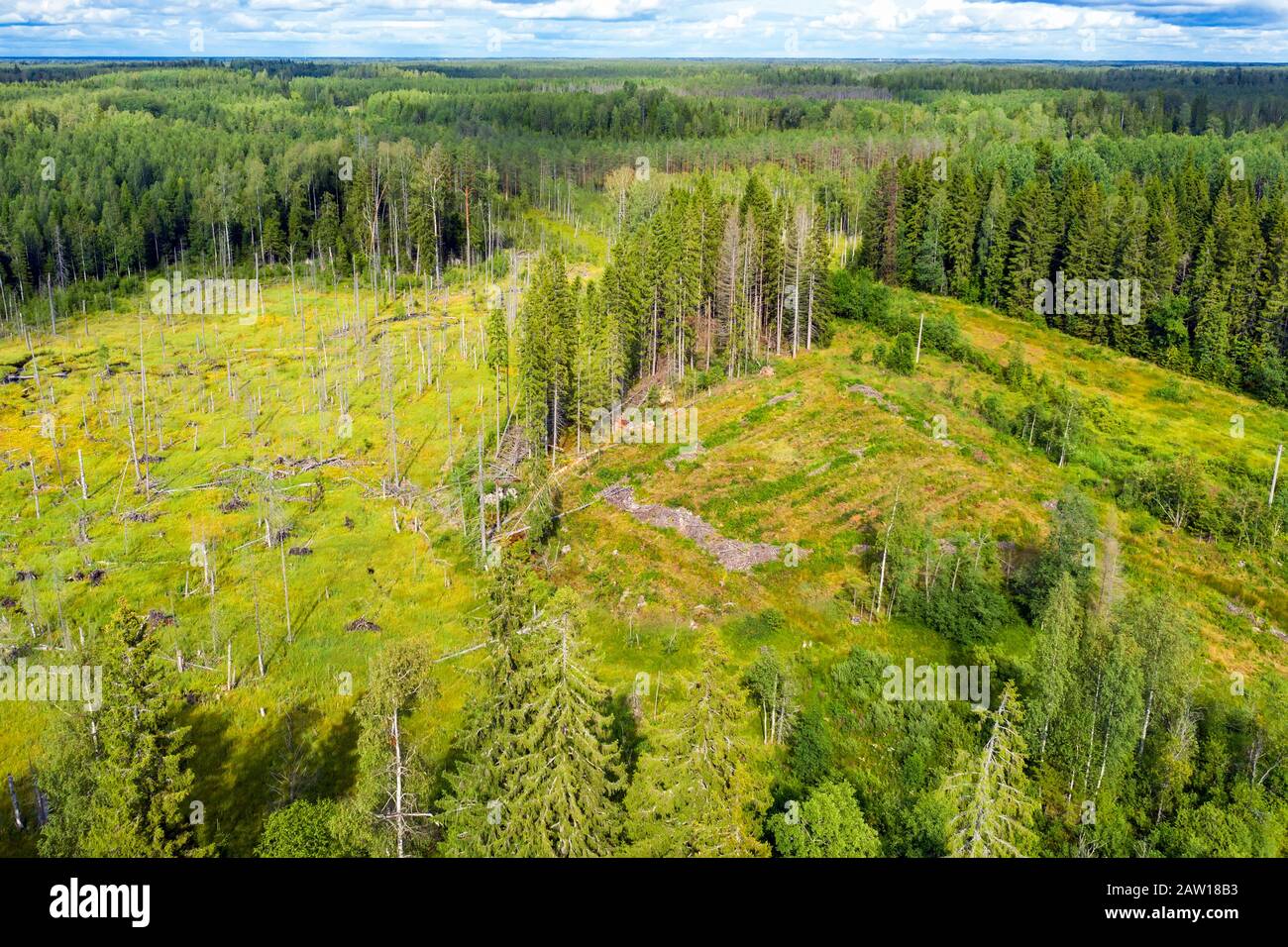 Set in a wooded area hi-res stock photography and images - Alamy