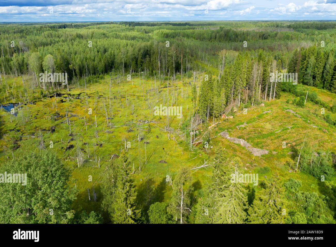 Top view of a swamp in a wooded area Stock Photo - Alamy