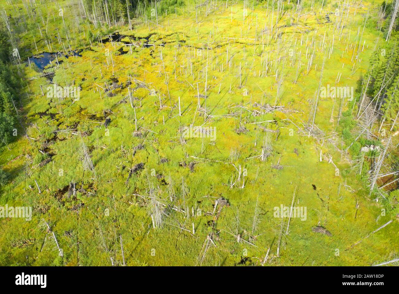 Top view of a swamp in a wooded area Stock Photo - Alamy