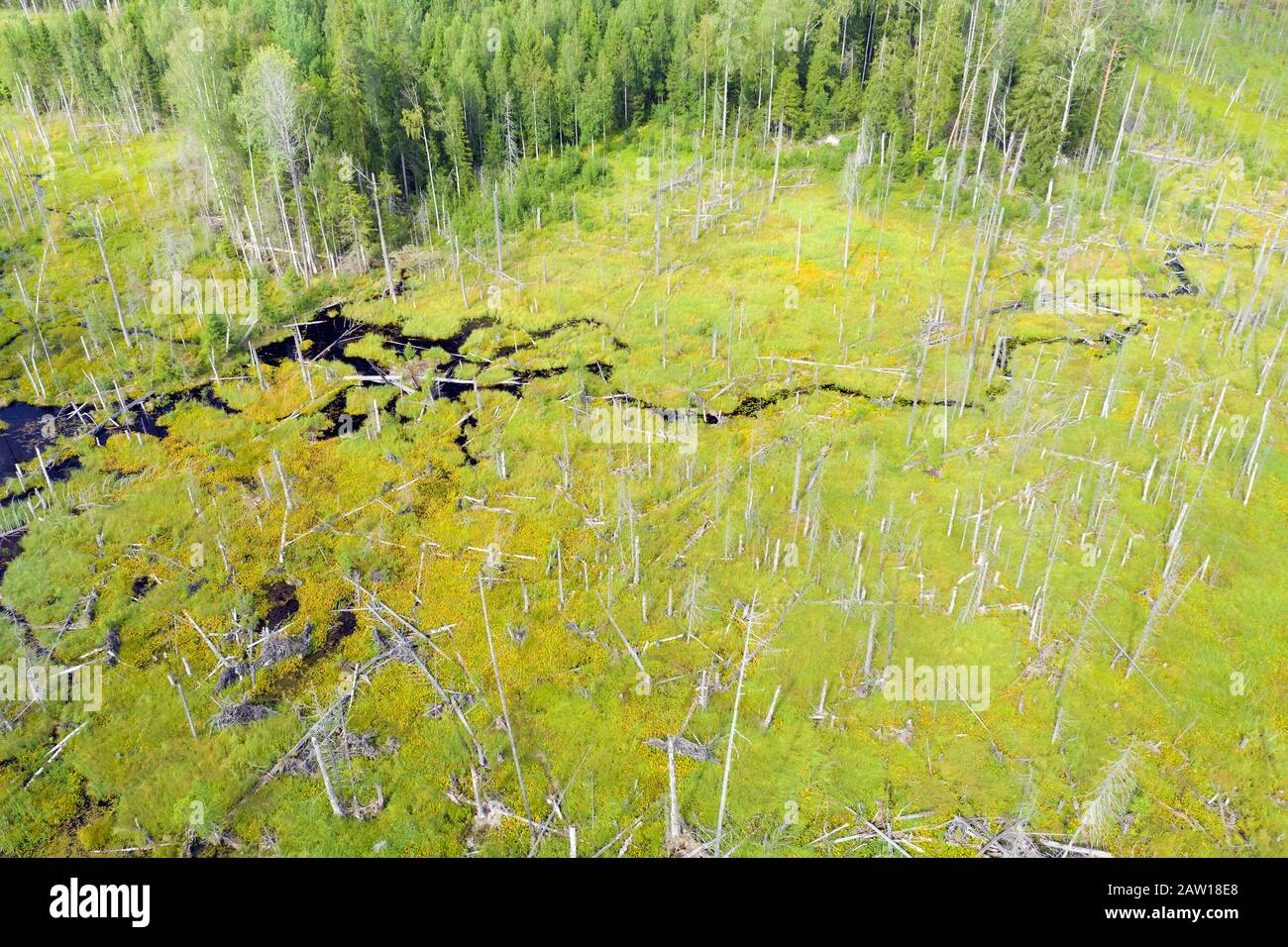 Top view of a swamp in a wooded area Stock Photo - Alamy