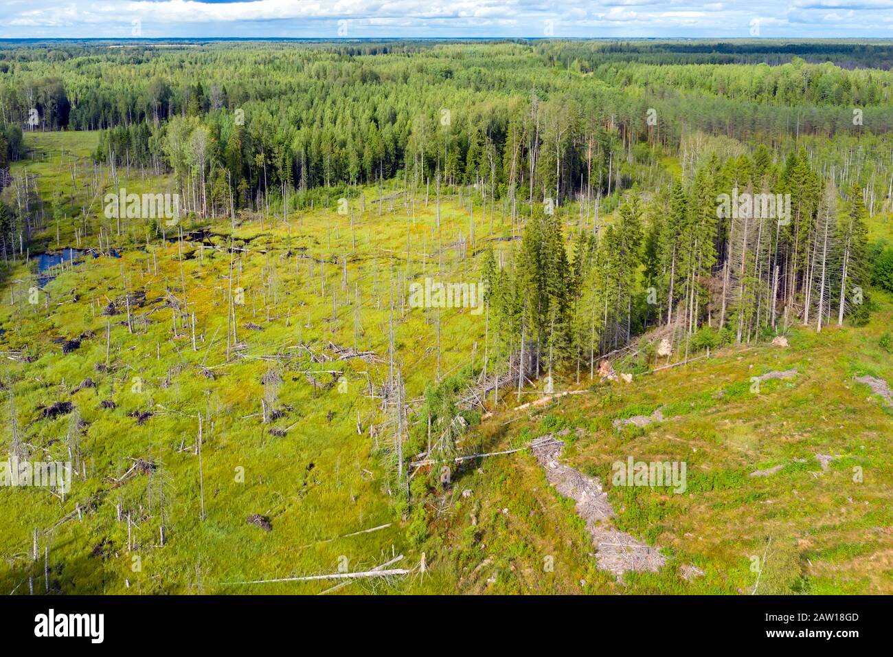 Top view of a swamp in a wooded area Stock Photo - Alamy