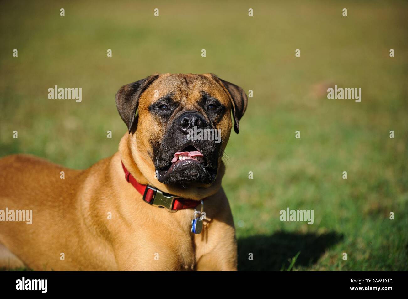 Bull mastiff dog hi-res stock photography and images - Alamy