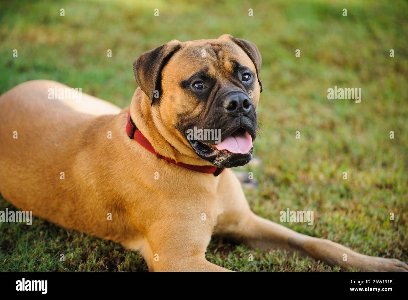 Bull Mastiff dog outdoor Stock Photo - Alamy