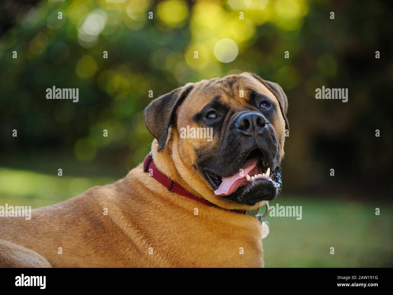 Bull Mastiff dog outdoor Stock Photo - Alamy