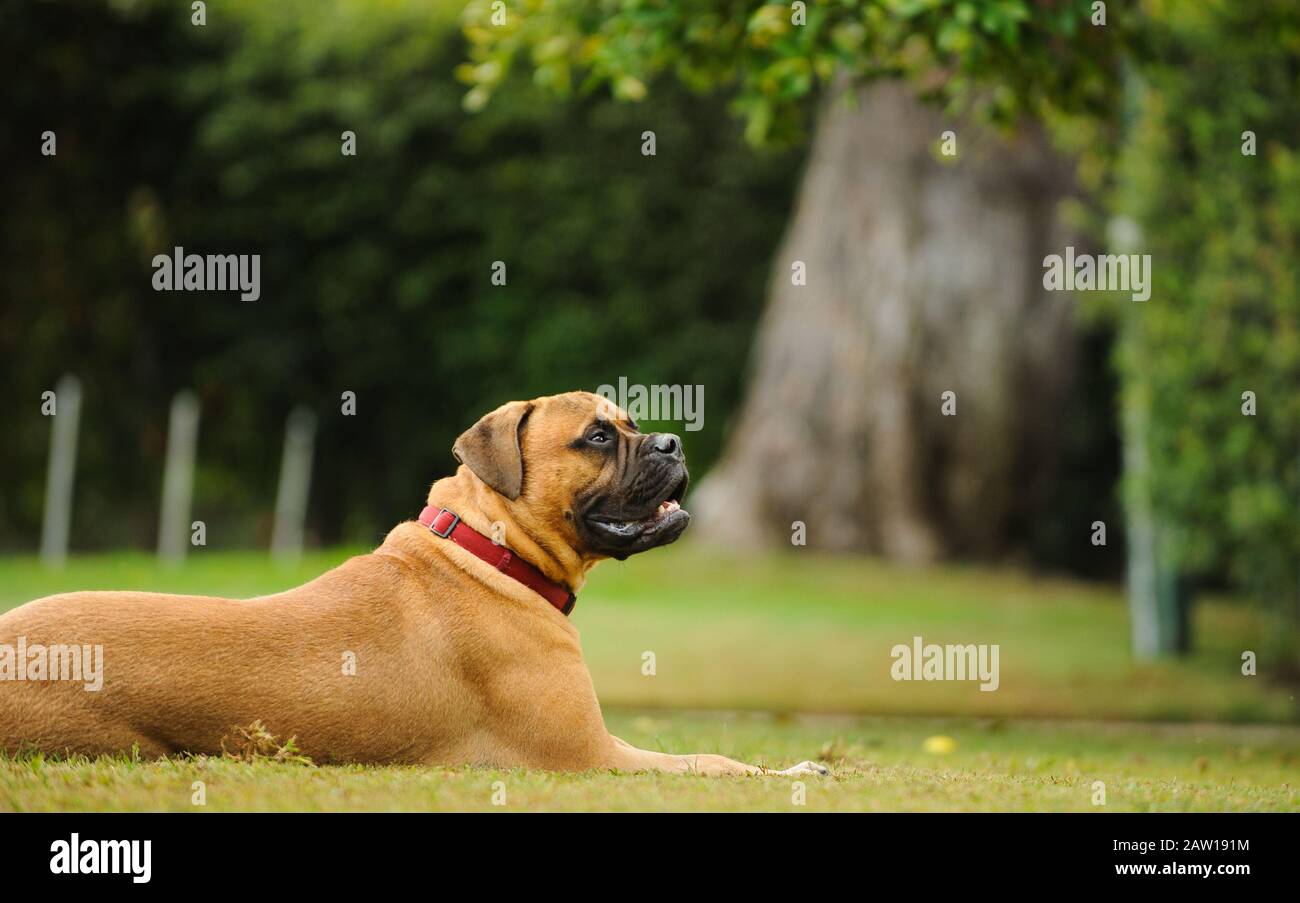 Bull mastiff breed hi-res stock photography and images - Alamy