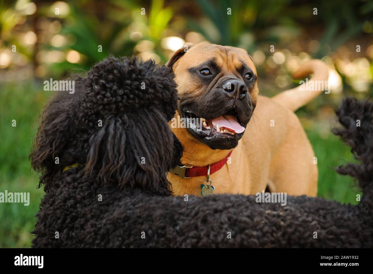 Bull Mastiff dog outdoor Stock Photo - Alamy