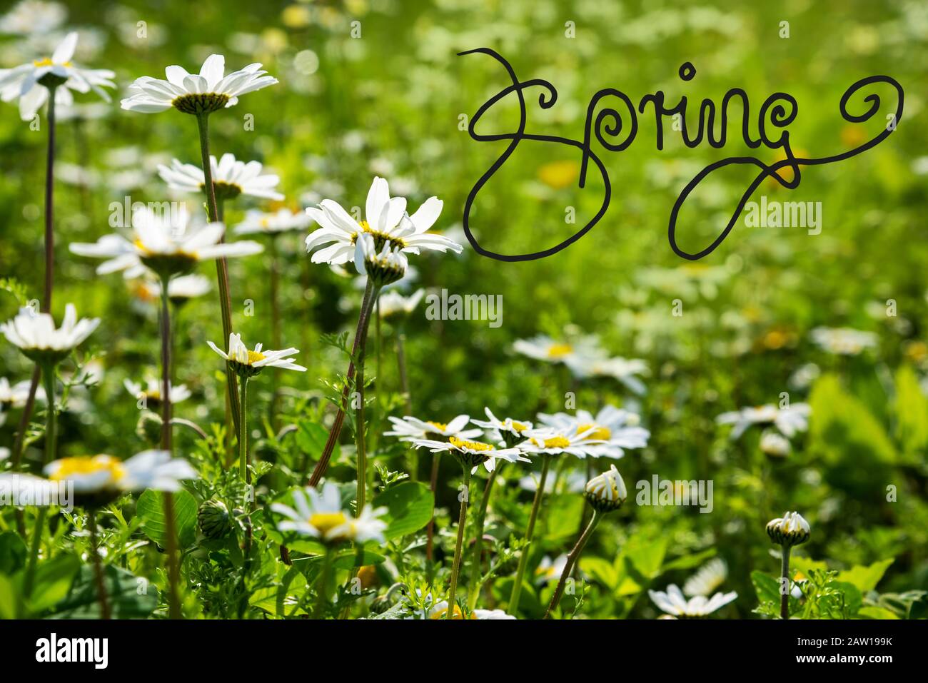 Daisy Flower Meadow, Beautiful English Calligraphy Spring Stock Photo ...