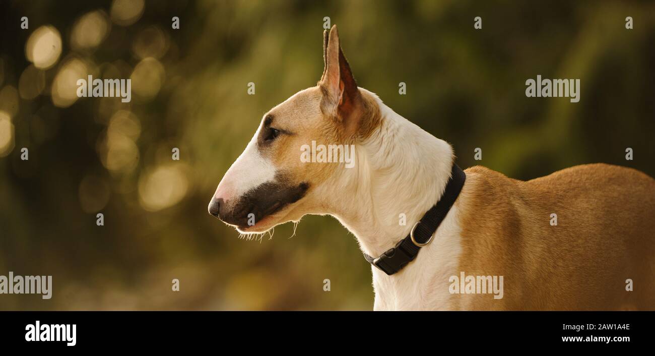 Bull Terrier dog outdoor portrait Stock Photo - Alamy