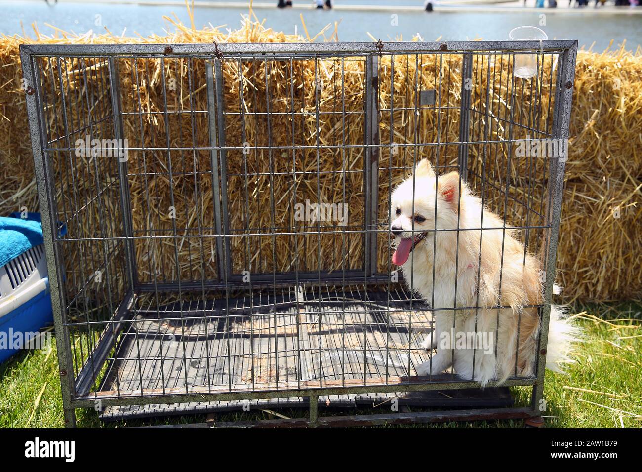 Stray puppies in a cage. Dog shelter. The animal is behind bars ...