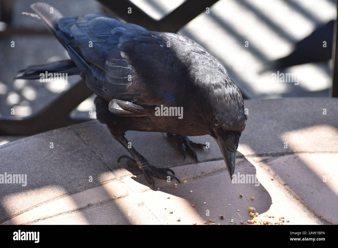 Raven on picnic table hi-res stock photography and images - Alamy