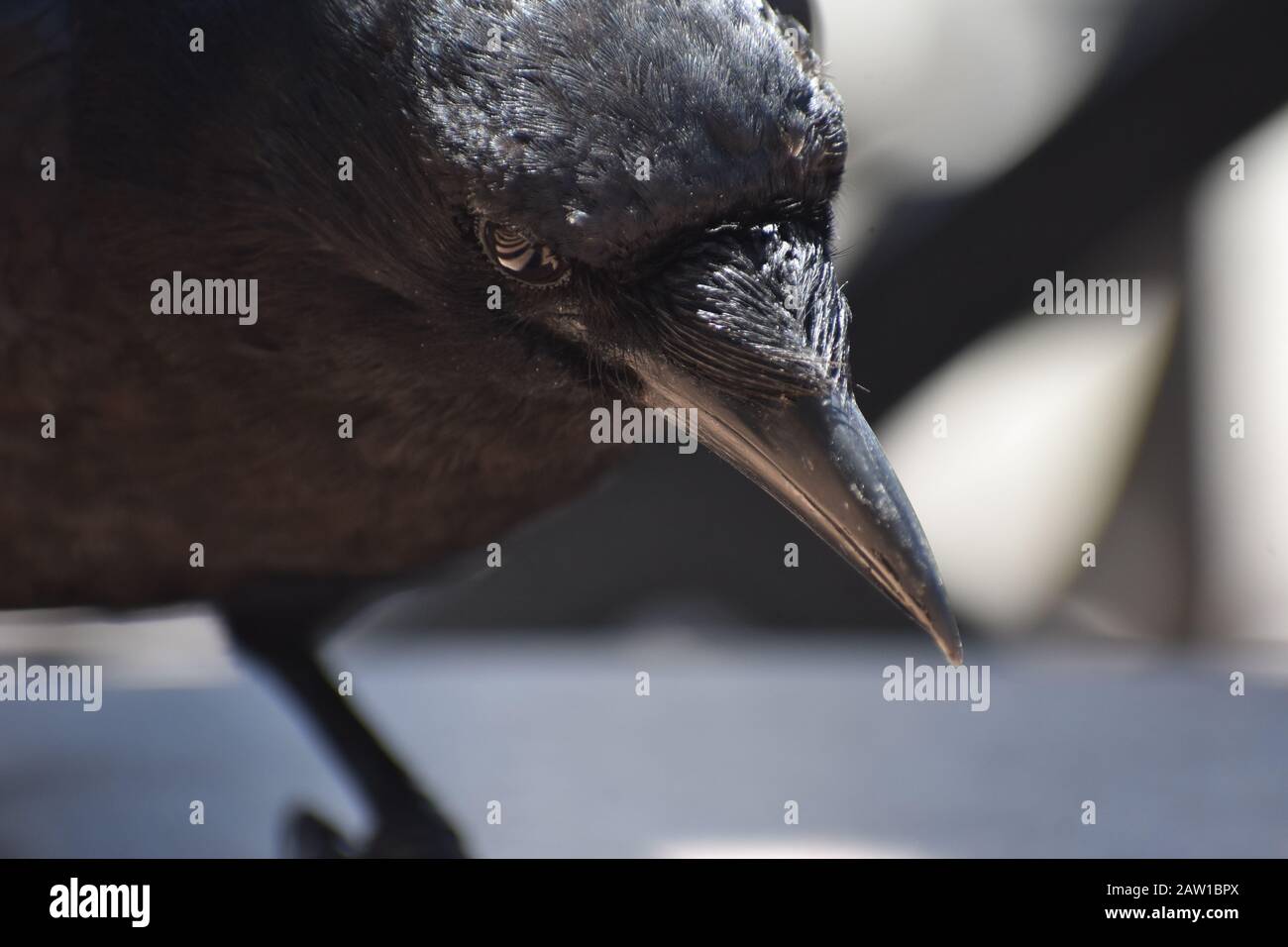 Closeup of a crow feeding on seeds. Great for drawing reference and ...
