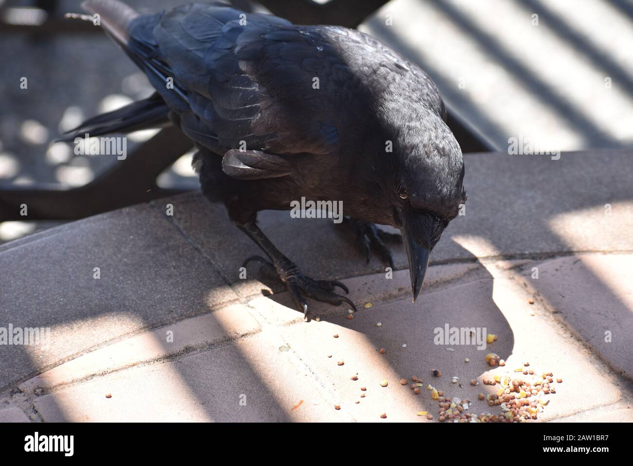 Raven on picnic table hi-res stock photography and images - Alamy