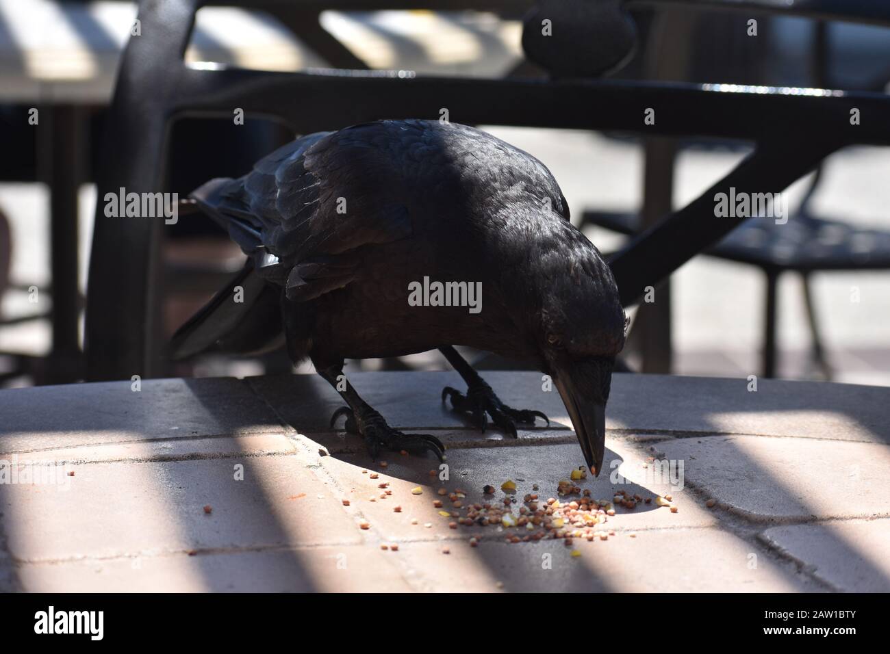Raven on picnic table hi-res stock photography and images - Alamy