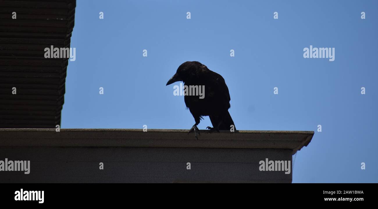 Raven rooftop hi-res stock photography and images - Alamy