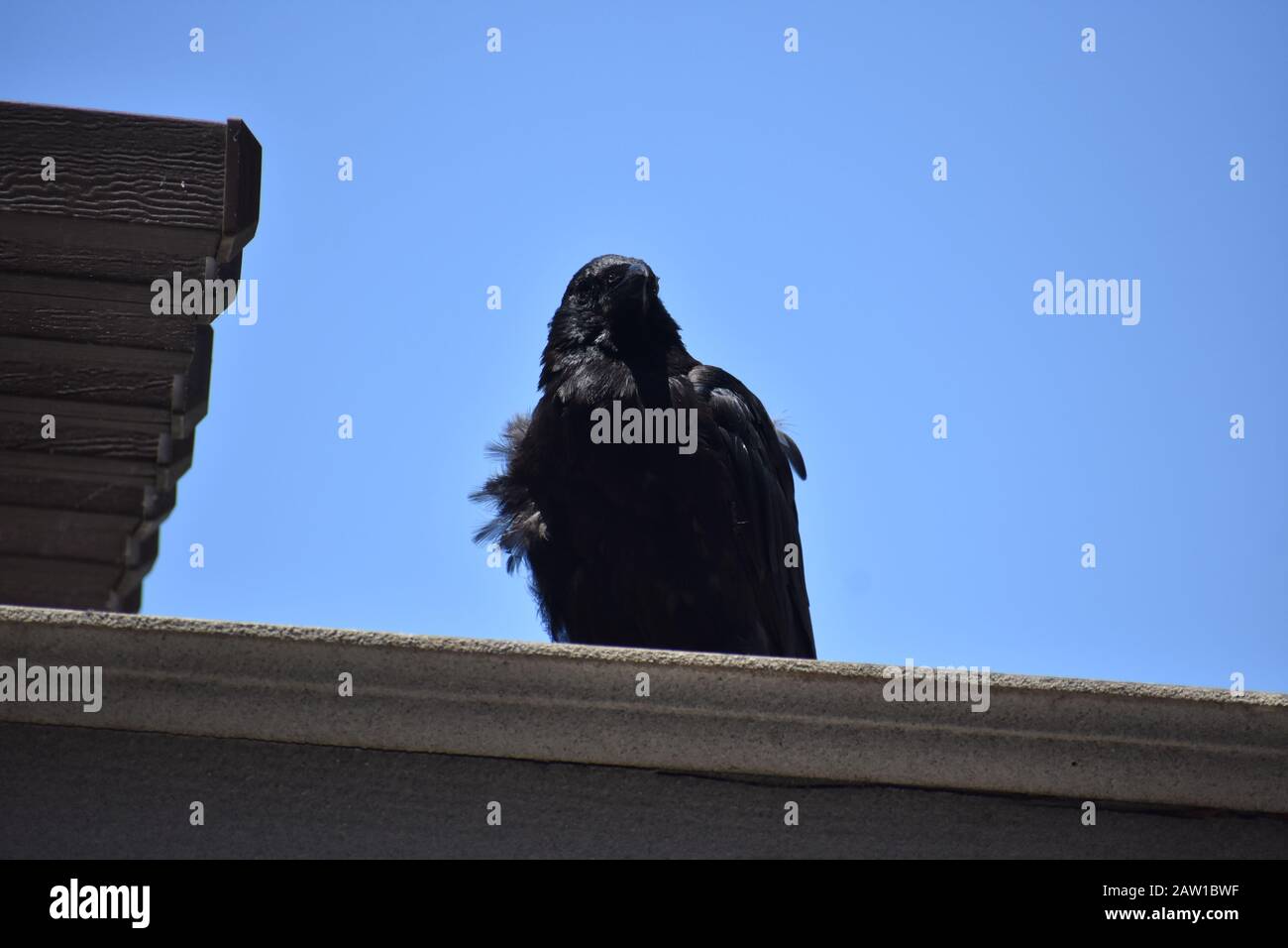 Raven rooftop hi-res stock photography and images - Alamy