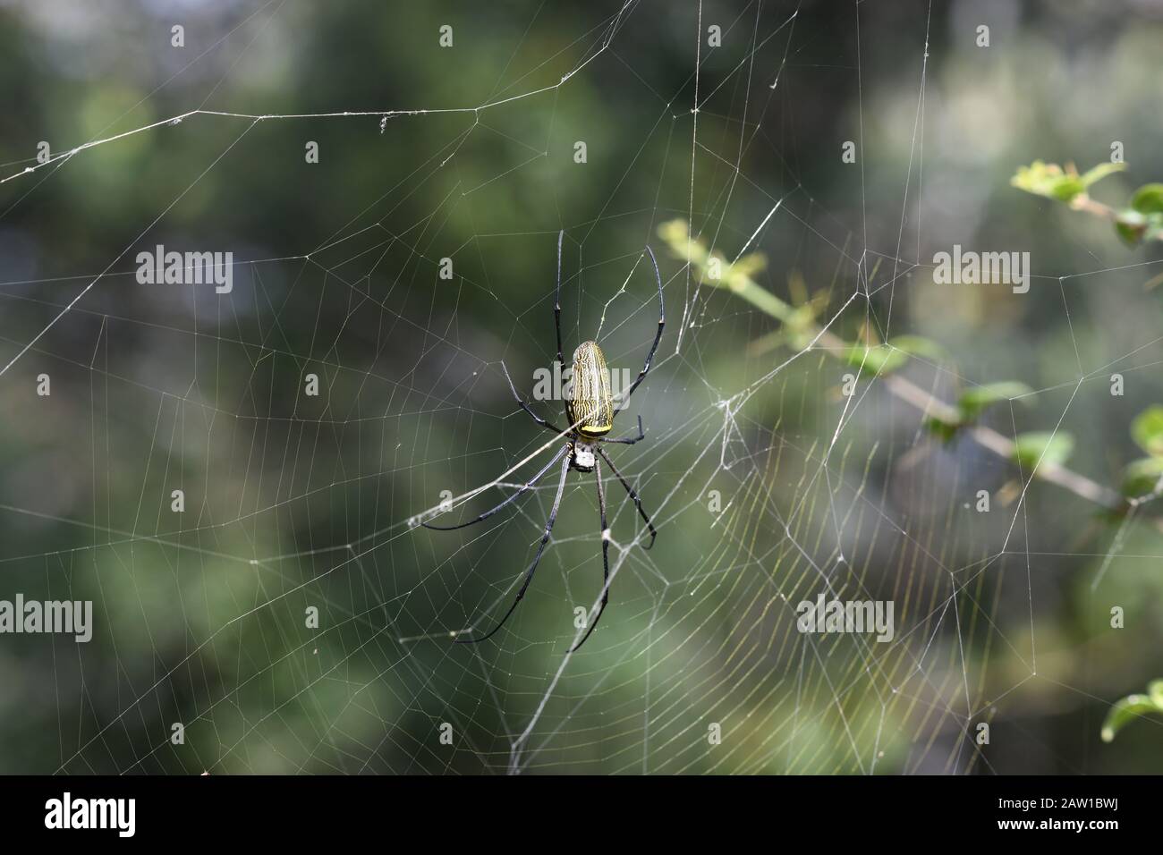 Giant Wood Spider (Nephila pilipes) on its web. A very large female ...
