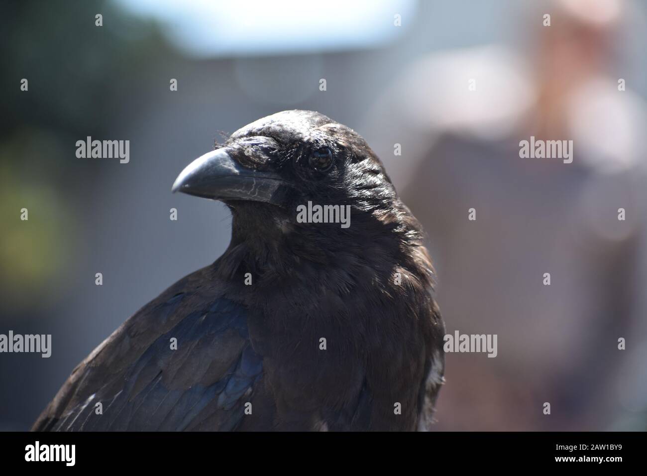 Portrait of a curious crow. Great for drawing reference or Photoshop ...