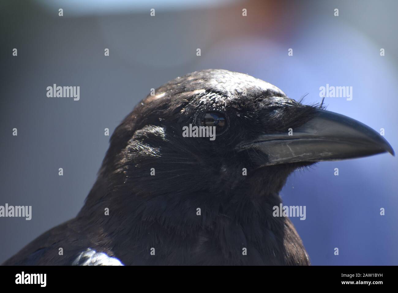 Portrait of a curious crow. Great for drawing reference or Photoshop ...