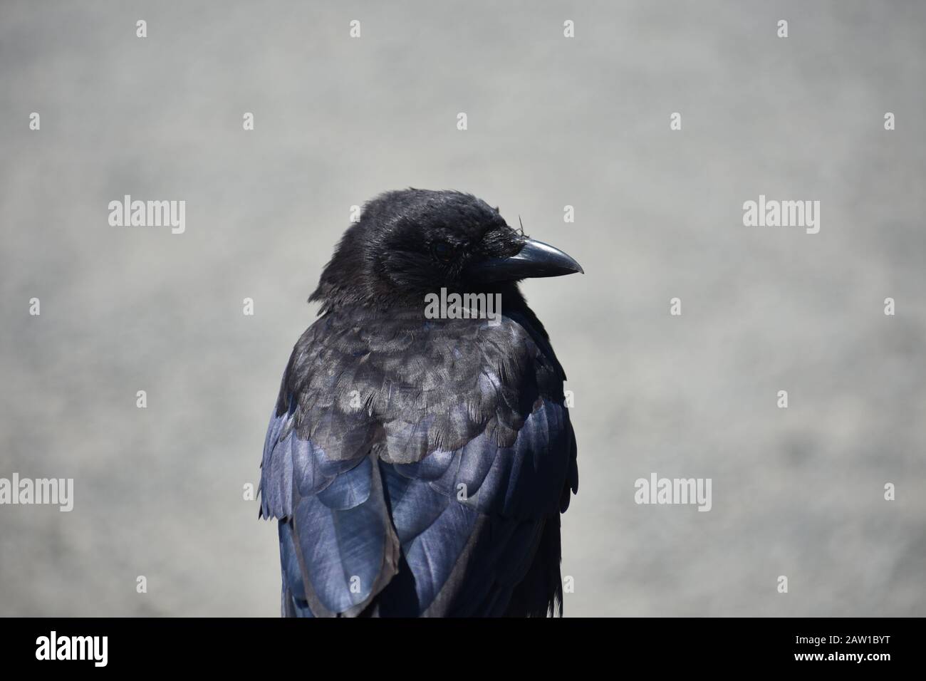 Portrait of a curious crow. Great for drawing reference or Photoshop ...