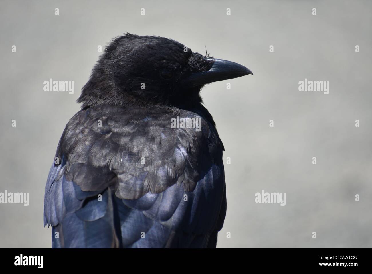 Portrait of a curious crow. Great for drawing reference or Photoshop ...