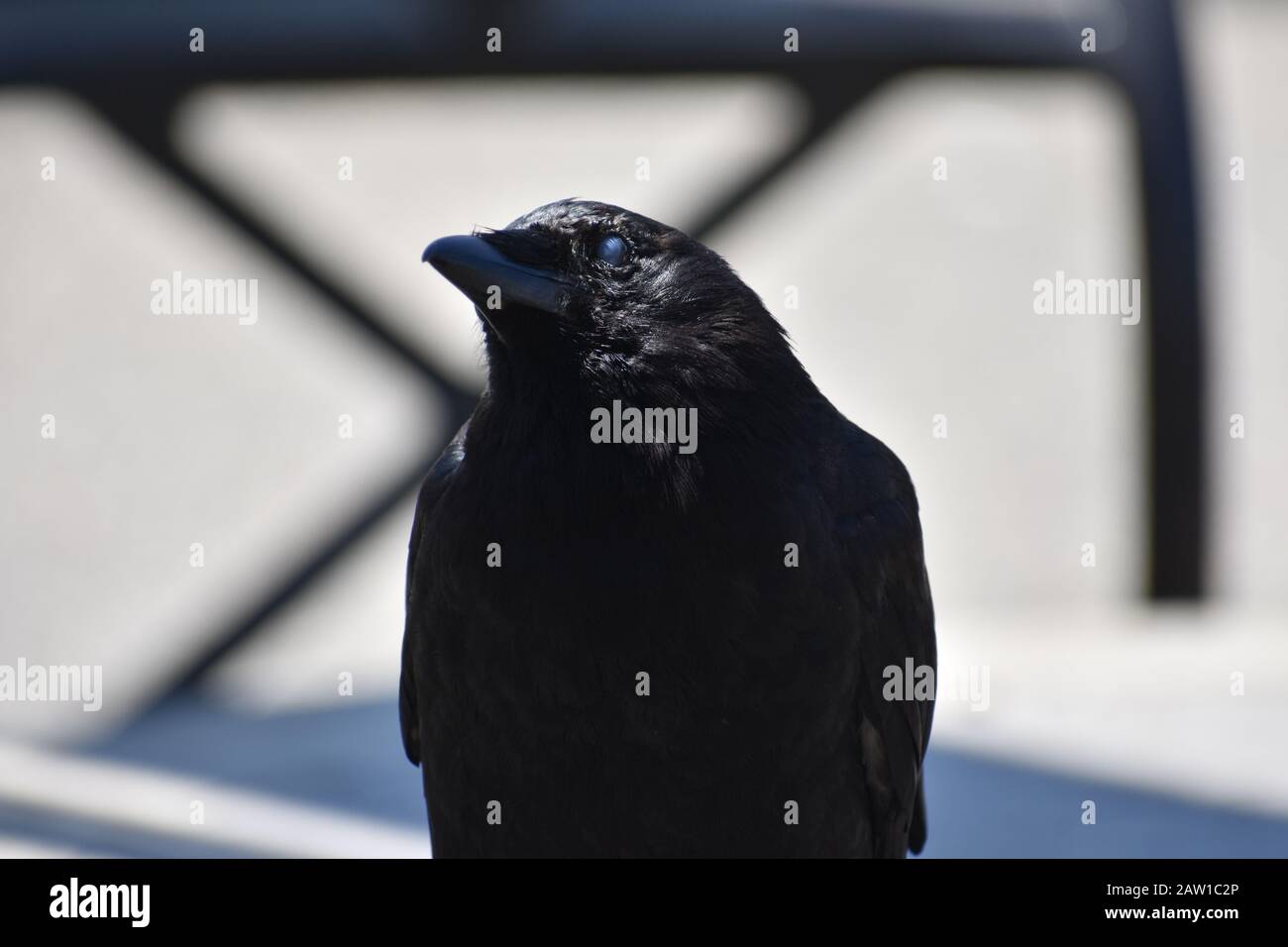 Portrait of a curious crow. Great for drawing reference or Photoshop ...
