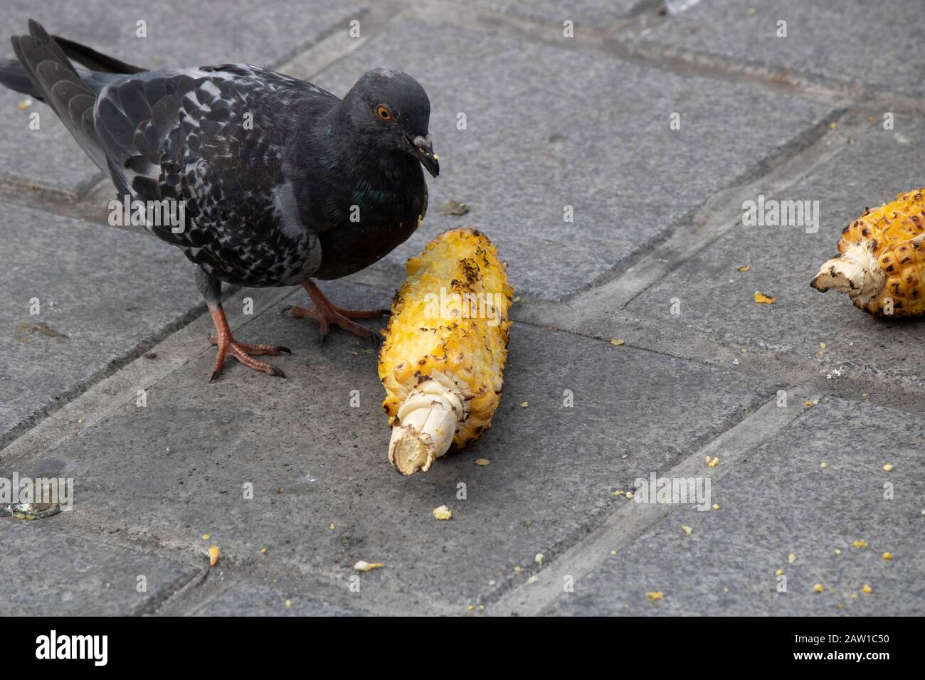 Pigeons eating corn grains. And s close-up on the stone paving Stock ...