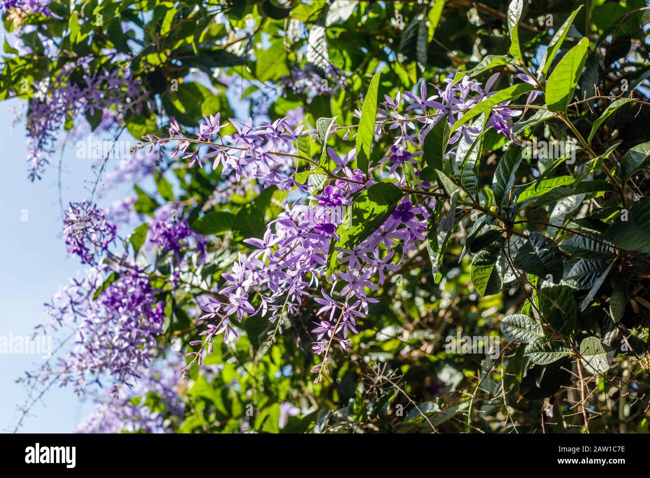 Sandpaper vine hi-res stock photography and images - Alamy