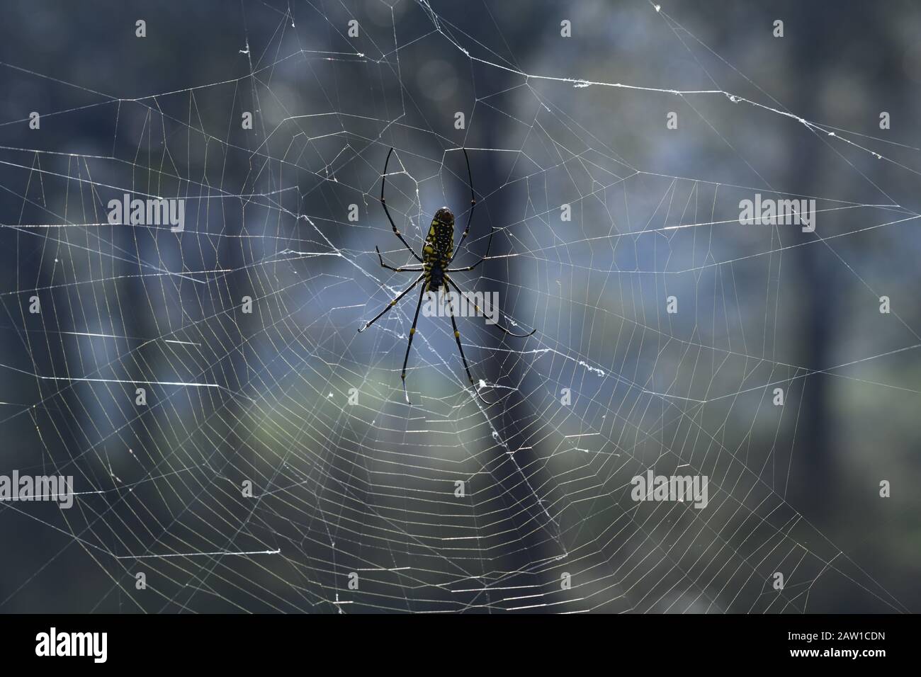 Giant Wood Spider (Nephila pilipes) on its web. A very large female ...