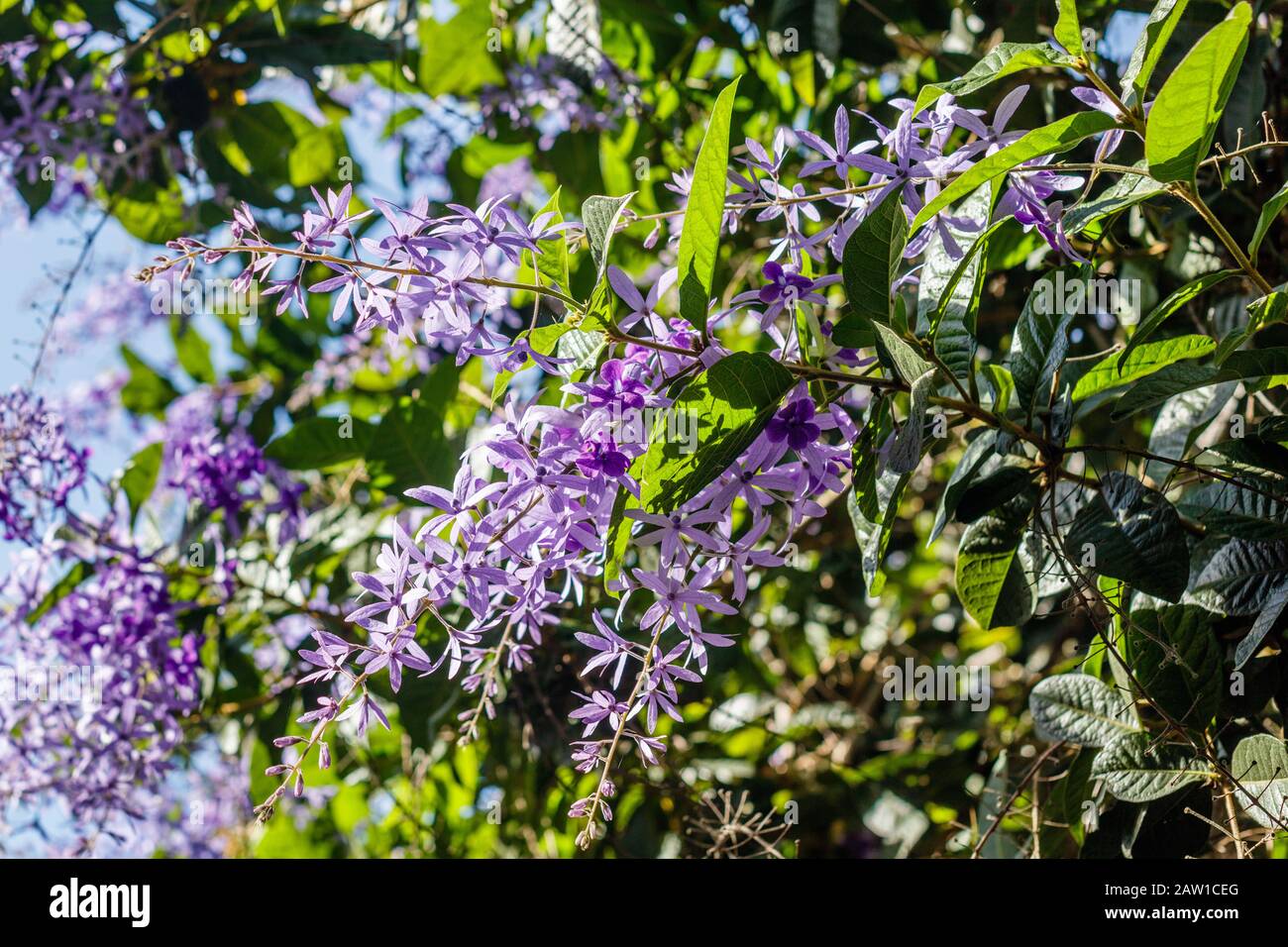 Queens wreath petrea volubilis hi-res stock photography and images - Alamy